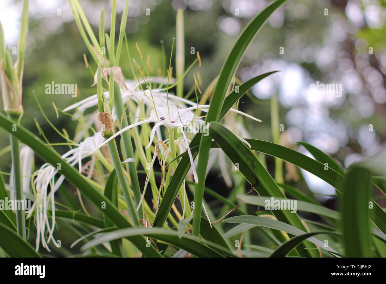 Red spider lily in park hi-res stock photography and images - Alamy