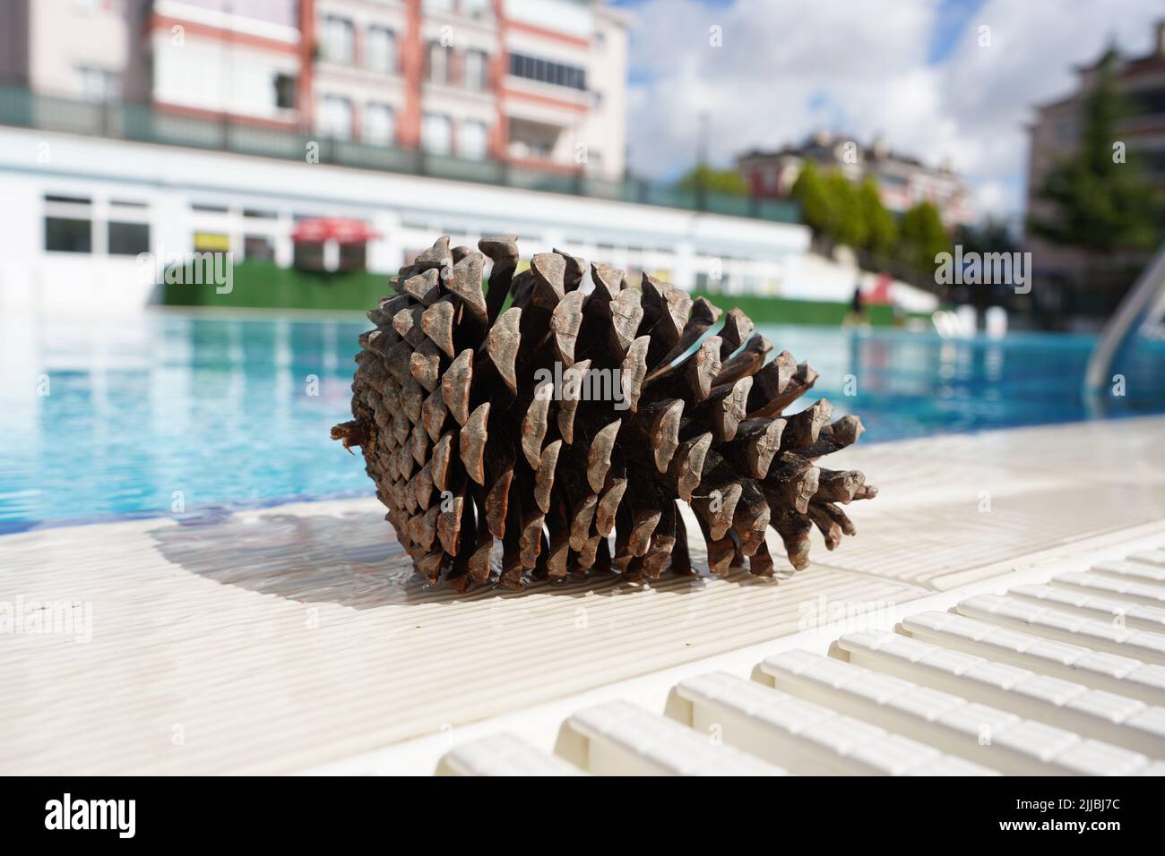 Cedar, pine cones by the pool in summer Stock Photo - Alamy