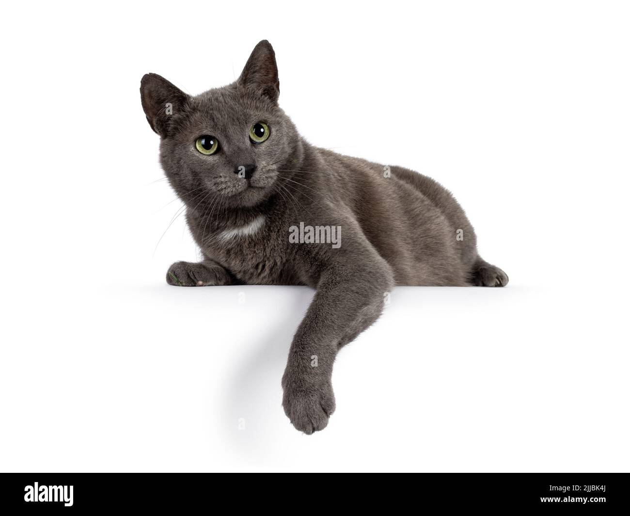 Handsome gray house cat, laying down with paw hanging relaxed over edge ...