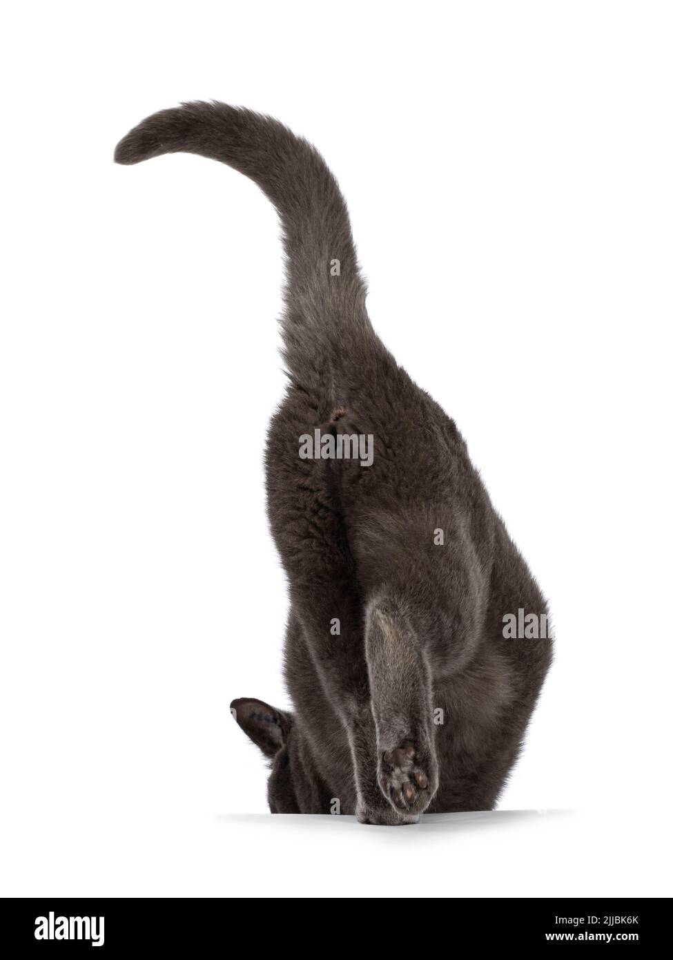 Back side of handsome gray house cat, walking away from camera with ...