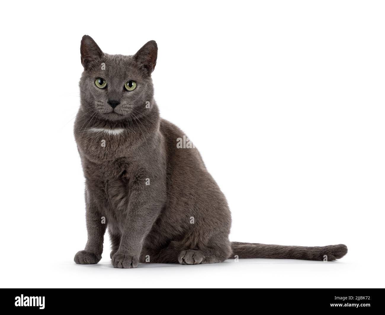 Handsome gray house cat, sitting up side ways Looking straight to ...
