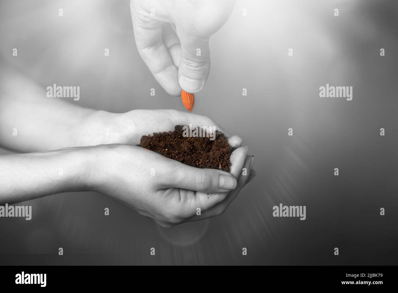 Women's hands hold the fertile ground in which men's hands put grain ...