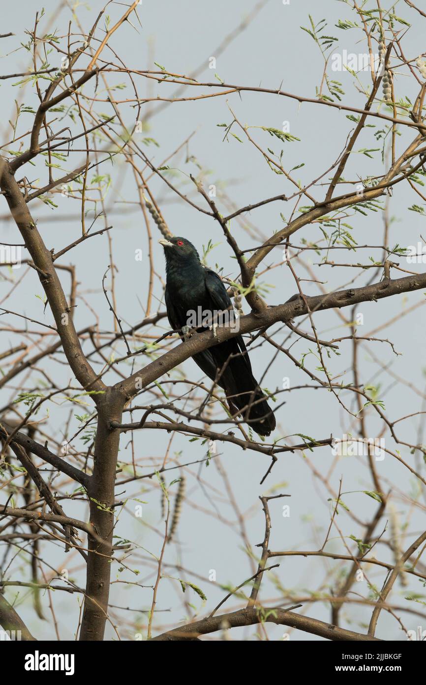 Asian koel Eudynamys scolopacea, adult male, perched in tree canopy ...