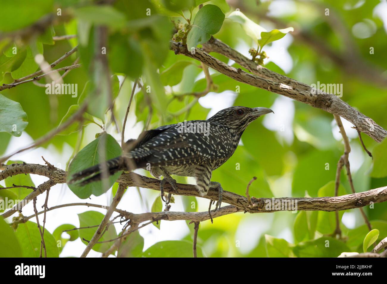 Asian koel Eudynamys scolopacea, adult female, perched in tree canopy ...