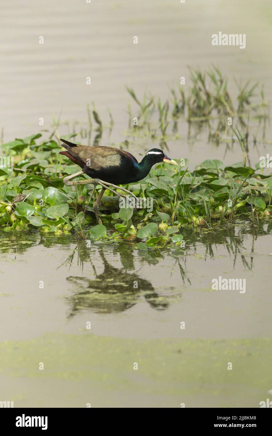 Bronze-winged jacana Metopidius indicus, adult, foraging on floating ...