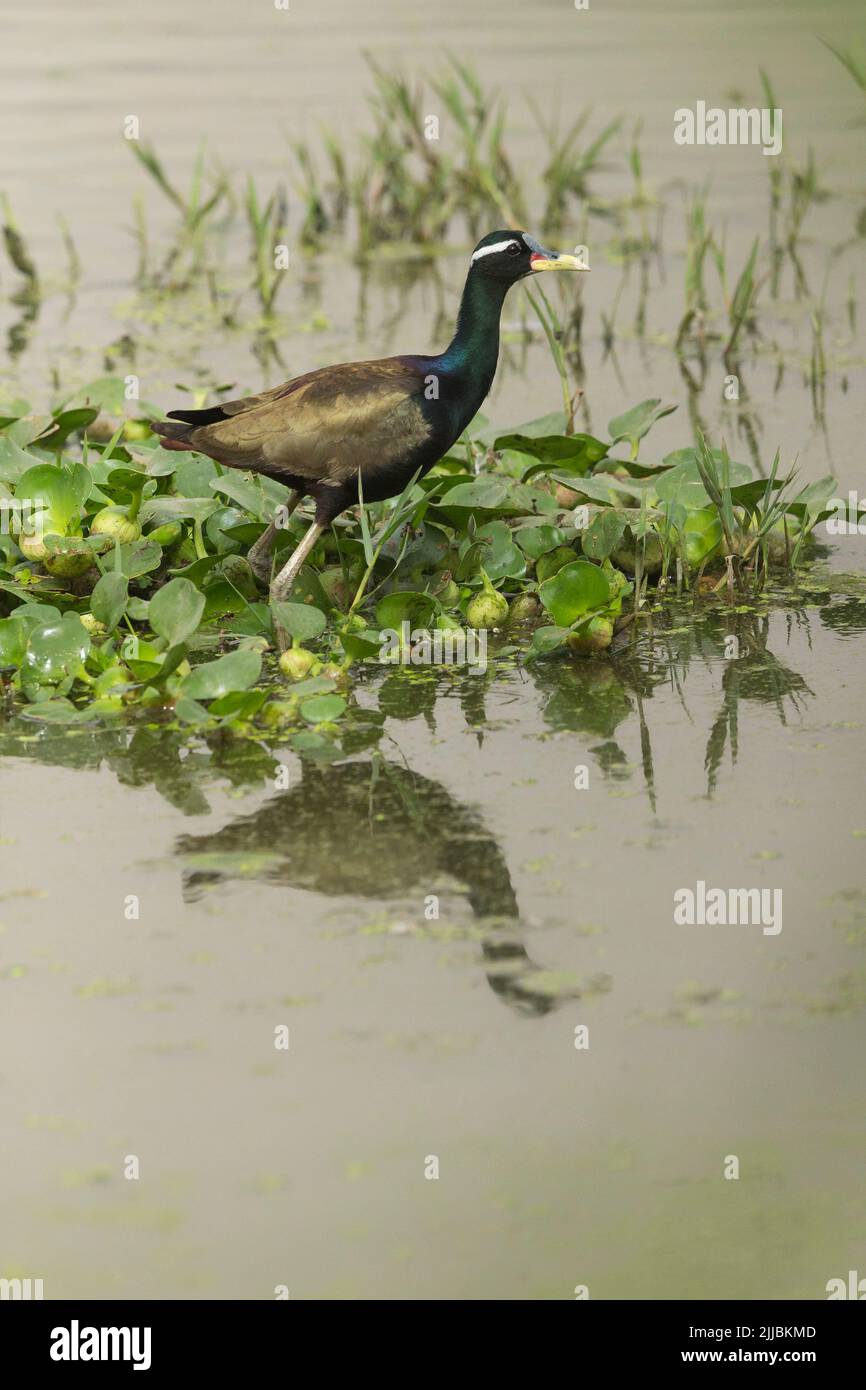 Bronze-winged jacana Metopidius indicus, adult, foraging on floating ...