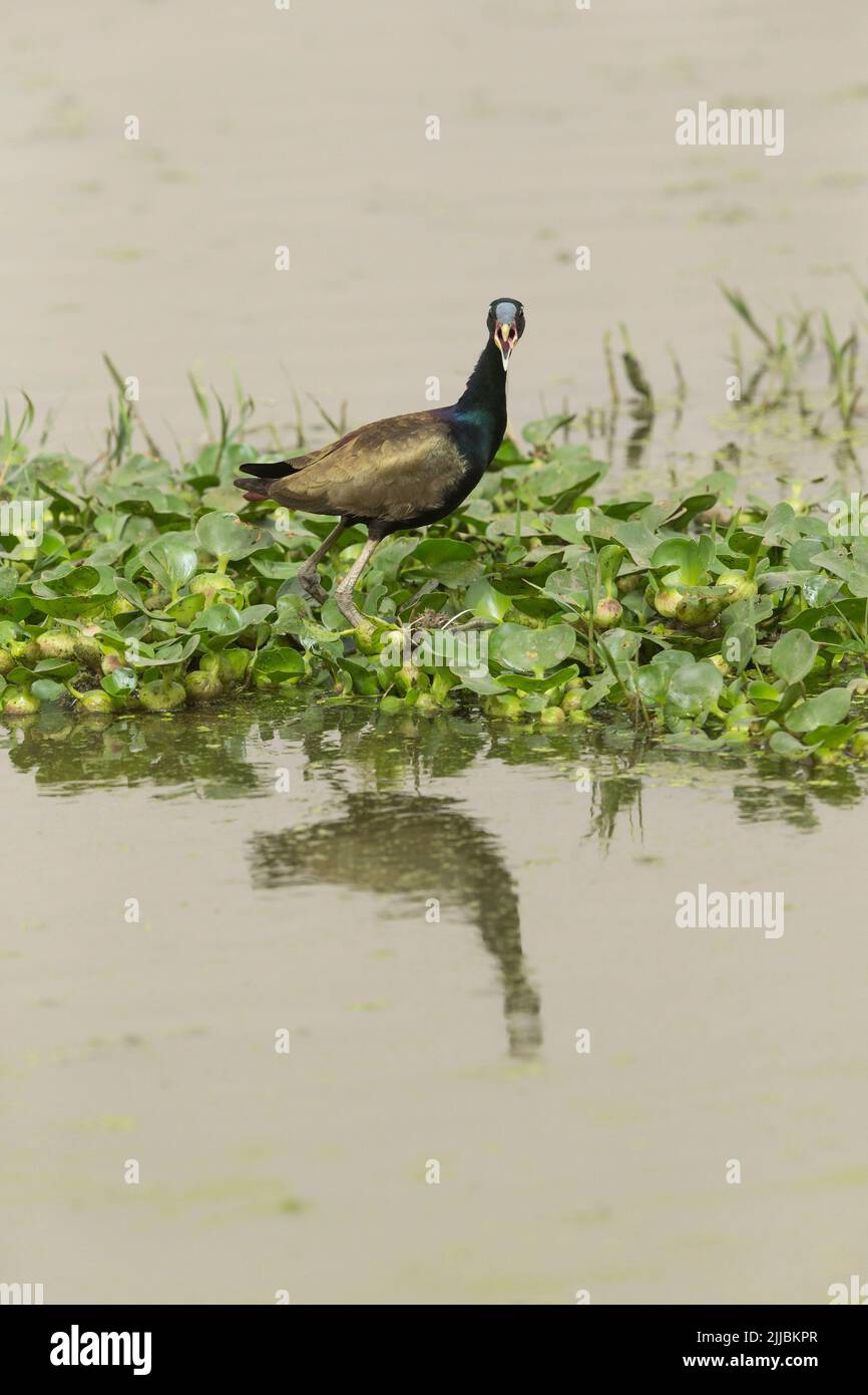Bronze-winged jacana Metopidius indicus, adult, foraging on floating ...