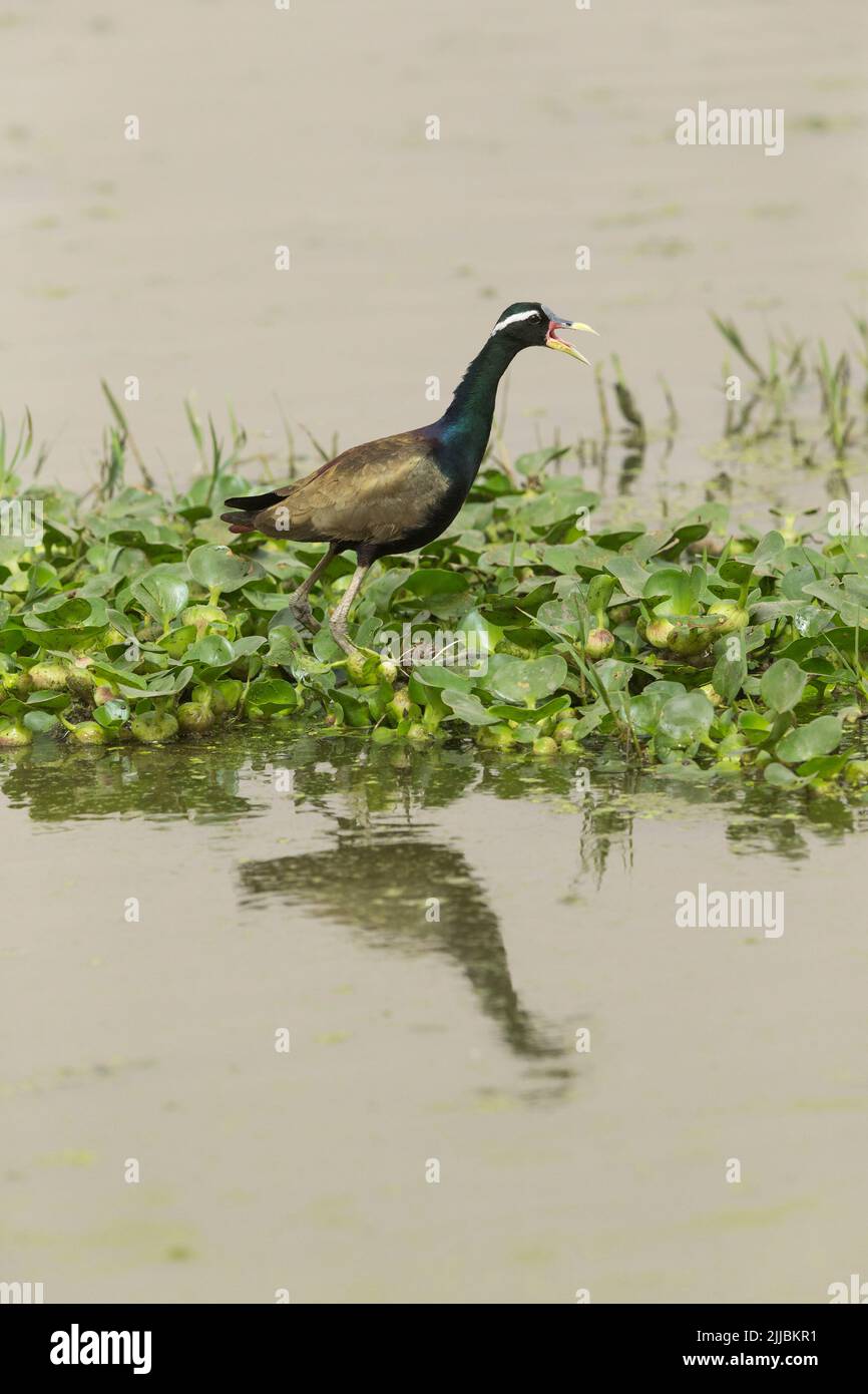 Bronze winged jacana foraging hi-res stock photography and images - Alamy