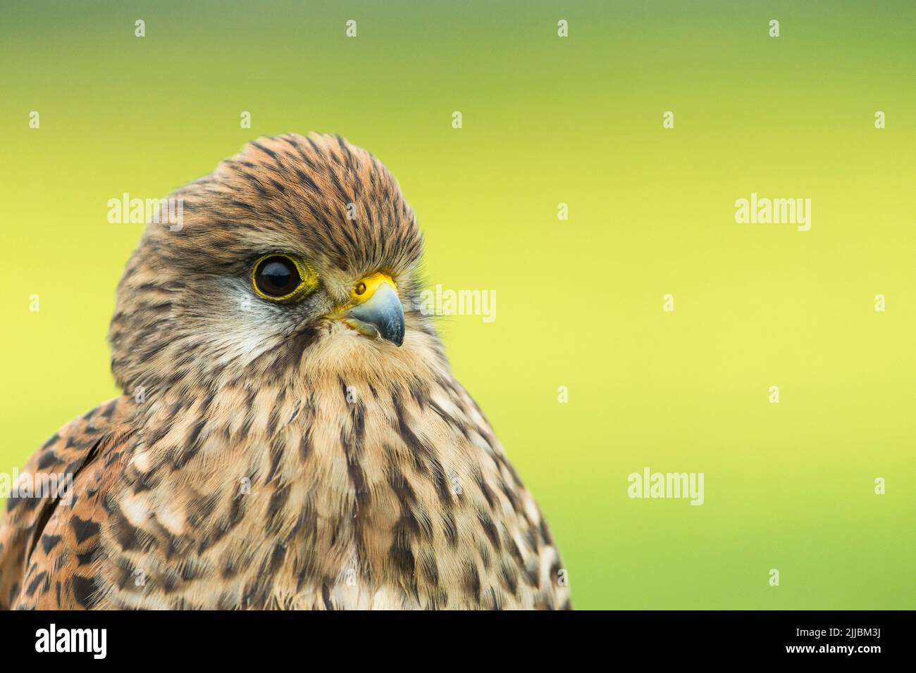 Common kestrel Falco tinnunculus (captive), adult female, profile head ...