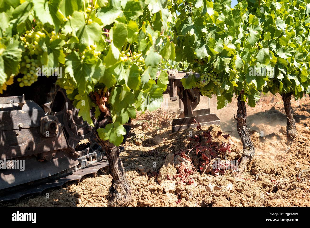 Summer plowing of the vineyard with the crawler tractor. Agricultural ...