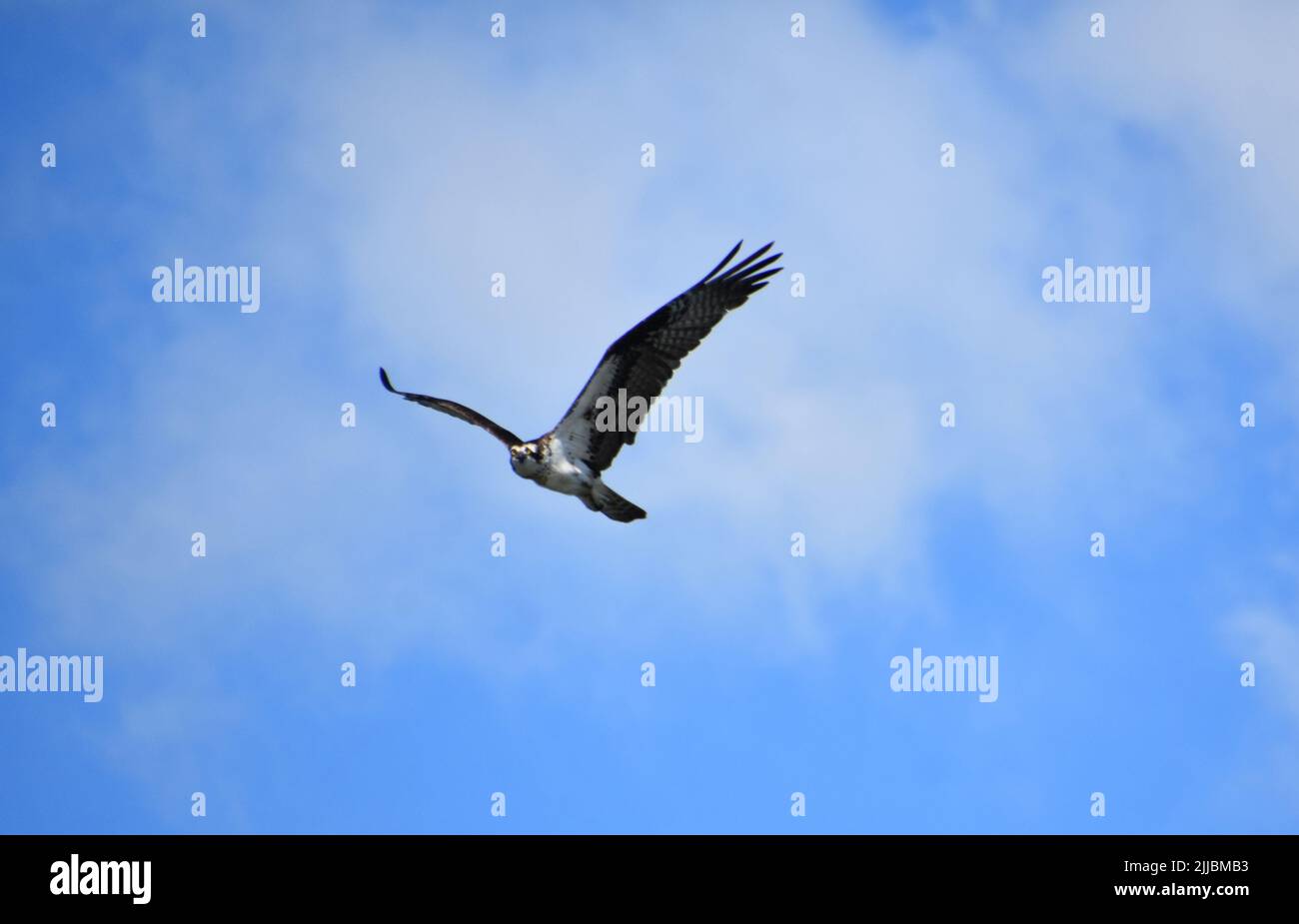 Fantastic feathered wings on an osprey stretched out in flight Stock ...