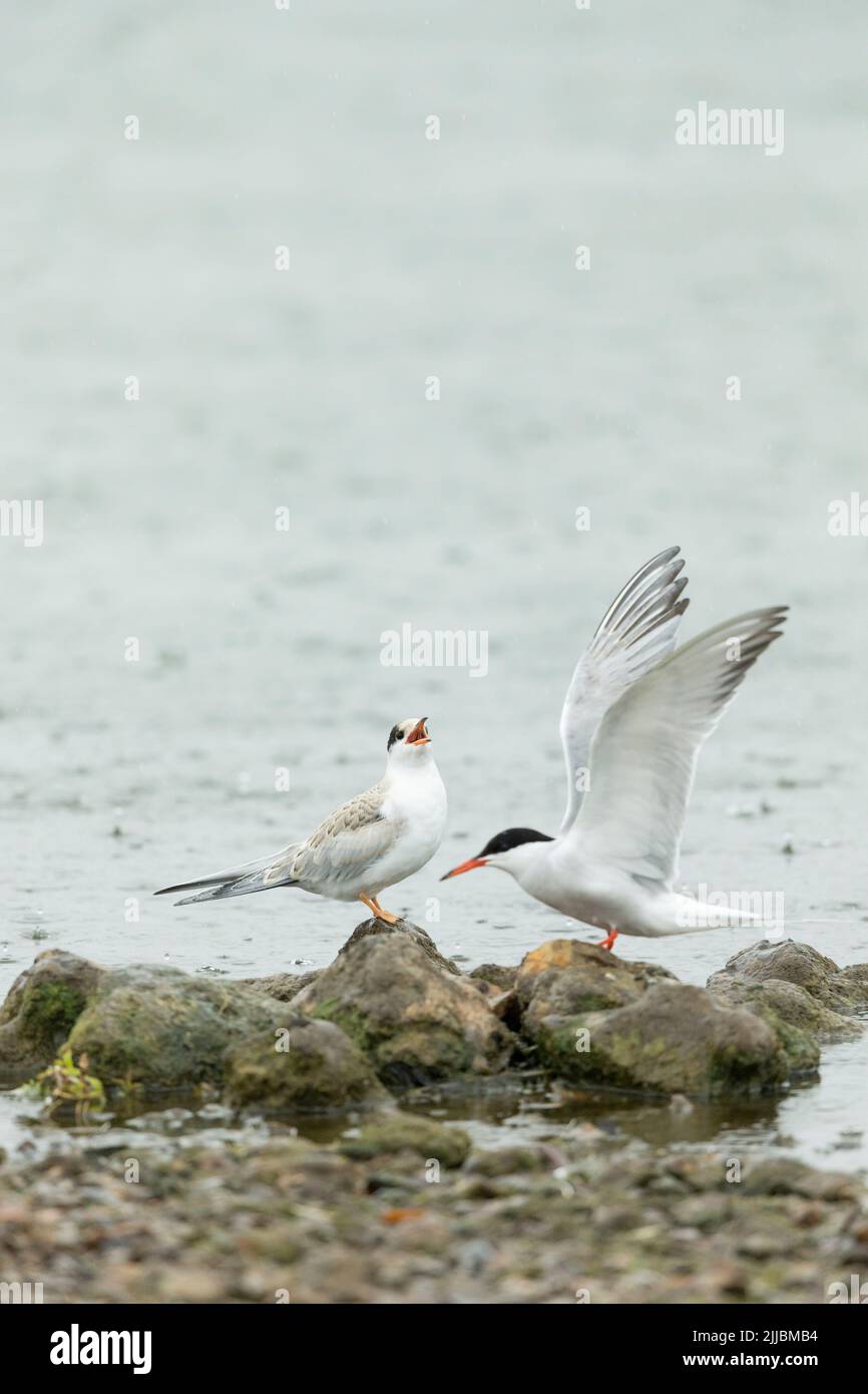 Common tern Sterna hirundo, juvenile, with adult coming in to land on ...