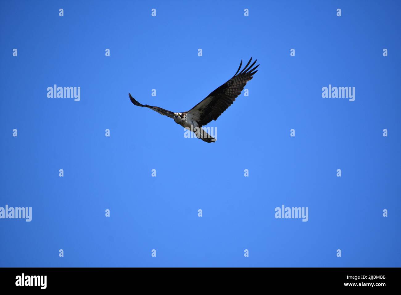Direct look into the face of an osprey in flight with wings ...
