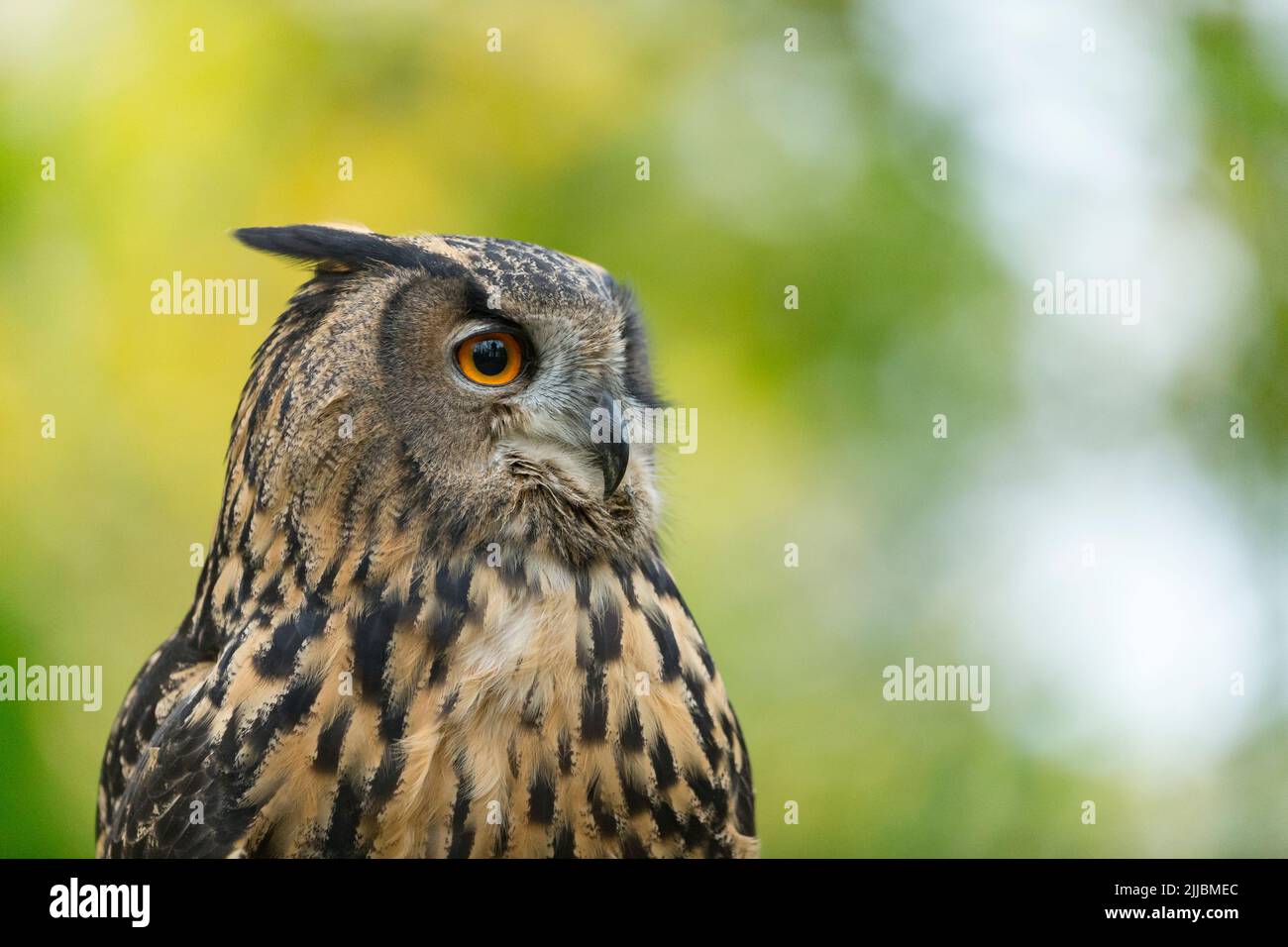 Eurasian eagle owl Bubo bubo (captive), female profile, Hawk ...