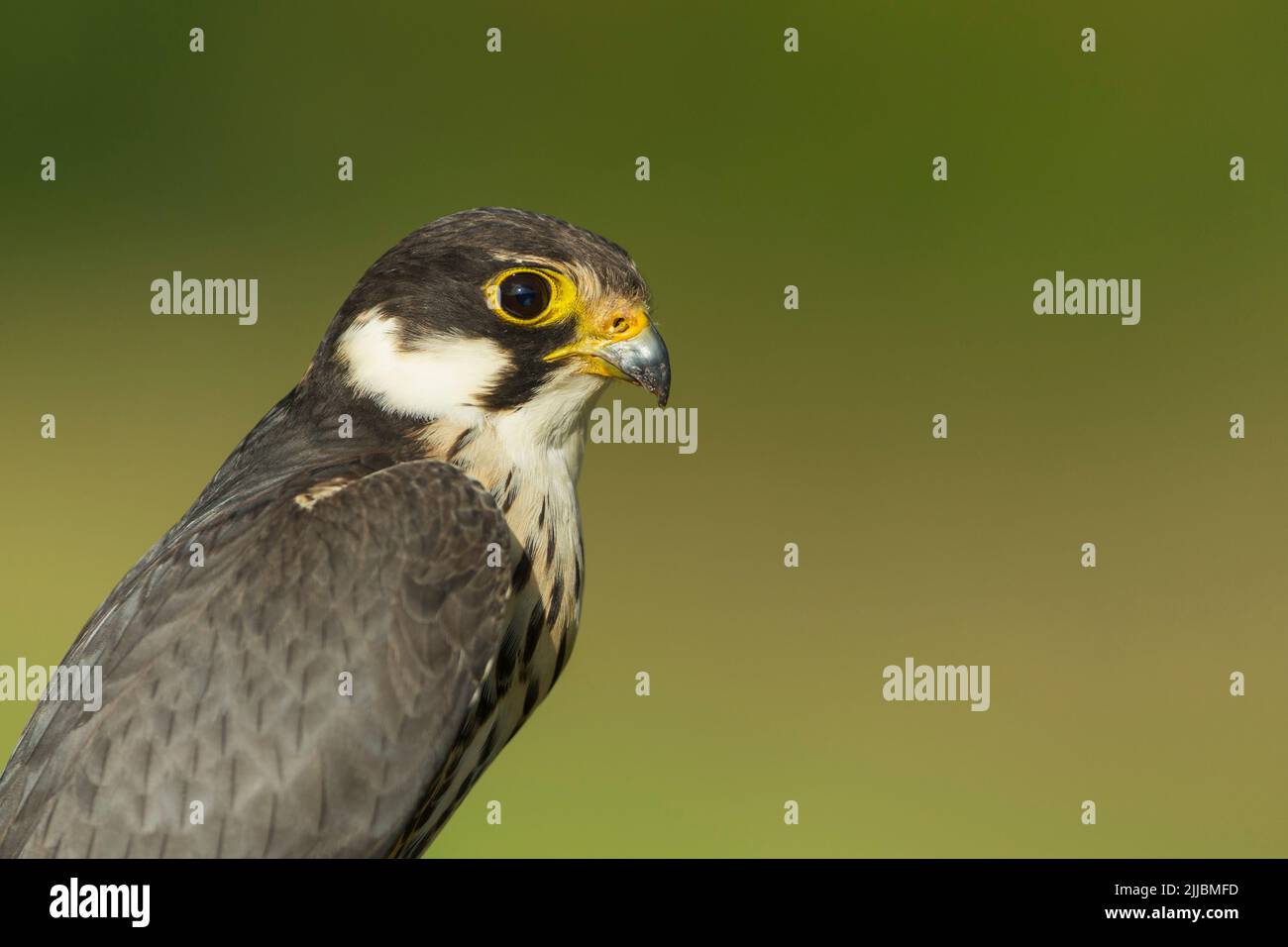 Eurasian hobby Falco subbuteo (captive), adult male, profile head shot ...