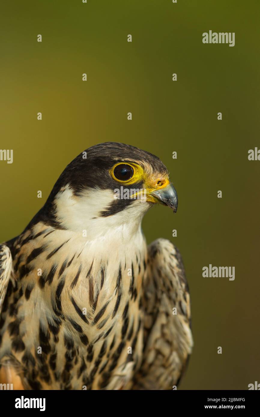 Eurasian hobby Falco subbuteo (captive), adult male, profile head shot ...