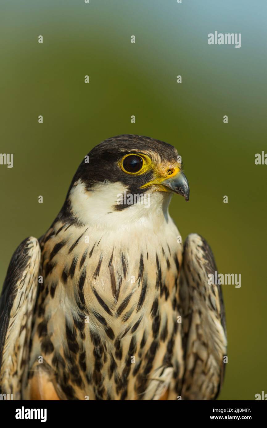 Eurasian hobby Falco subbuteo (captive), adult male, profile head shot ...