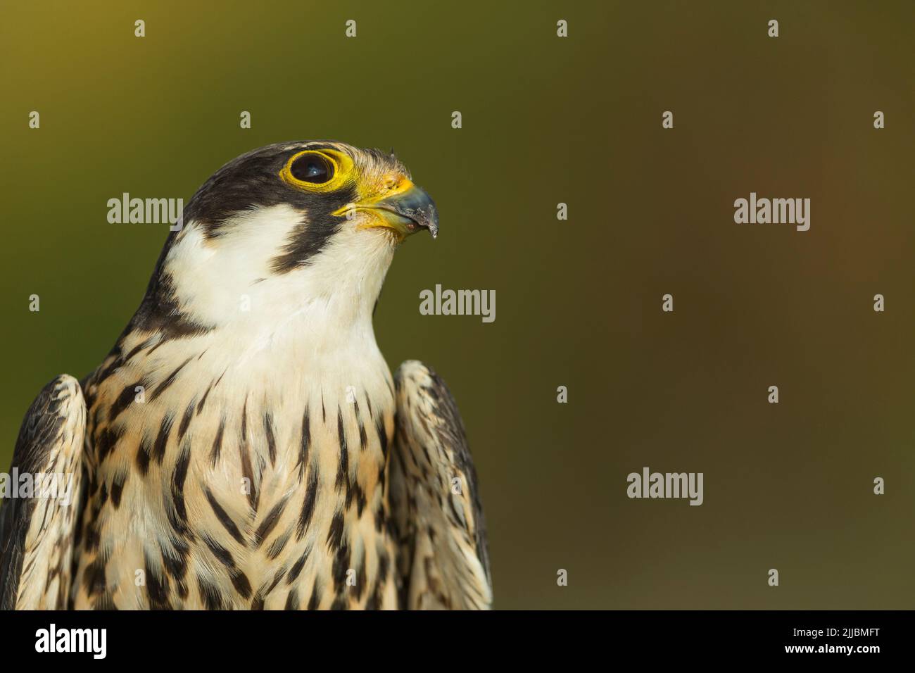 Eurasian hobby Falco subbuteo (captive), adult male, profile head shot ...