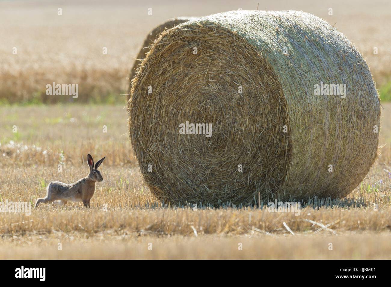 European hare Lepus europaeus, adult, stretching behind hay bale ...