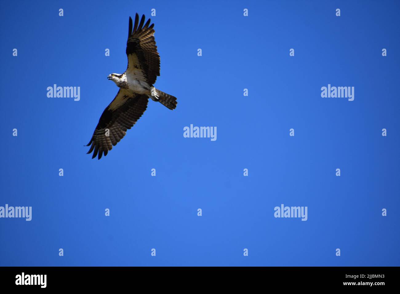 Flying osprey with cool markings on the under side of his wings Stock ...