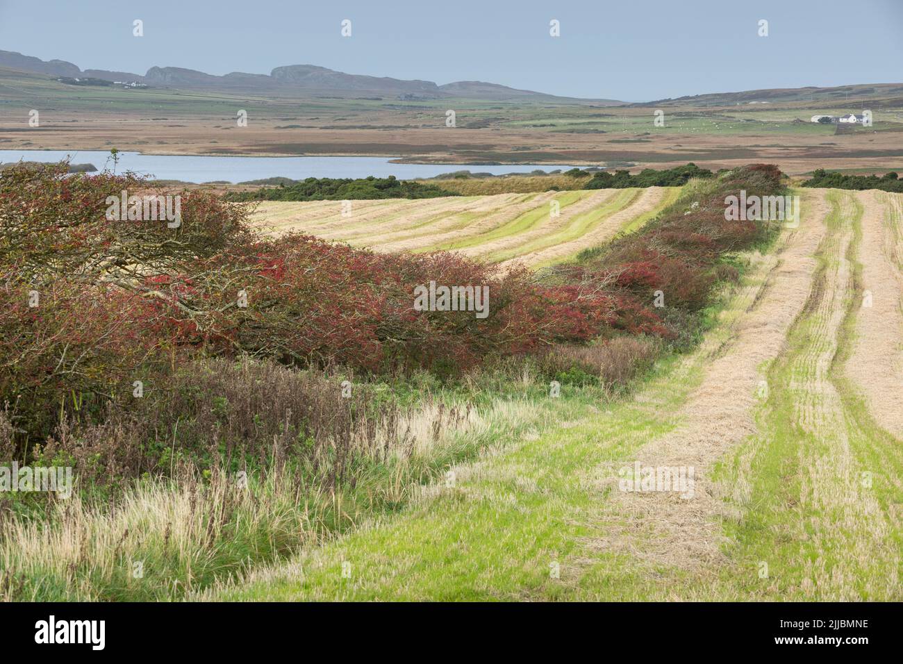 Landscape view of cut farmland hay and wind-blown Hawthorn hedge, Islay ...
