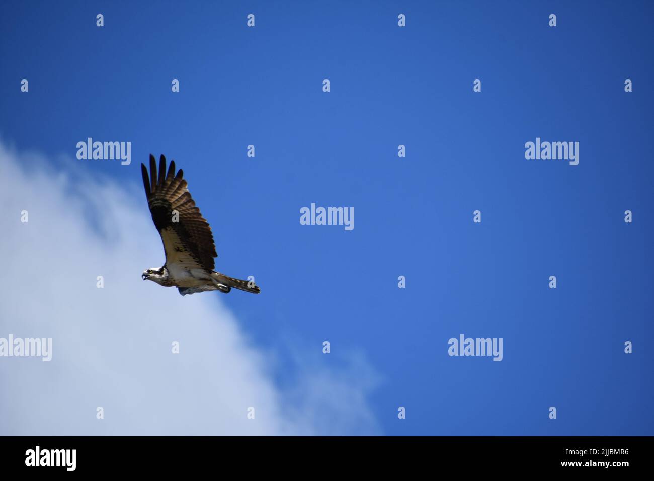 Fantastic profile of a flying osprey bird flying in the sky Stock Photo ...