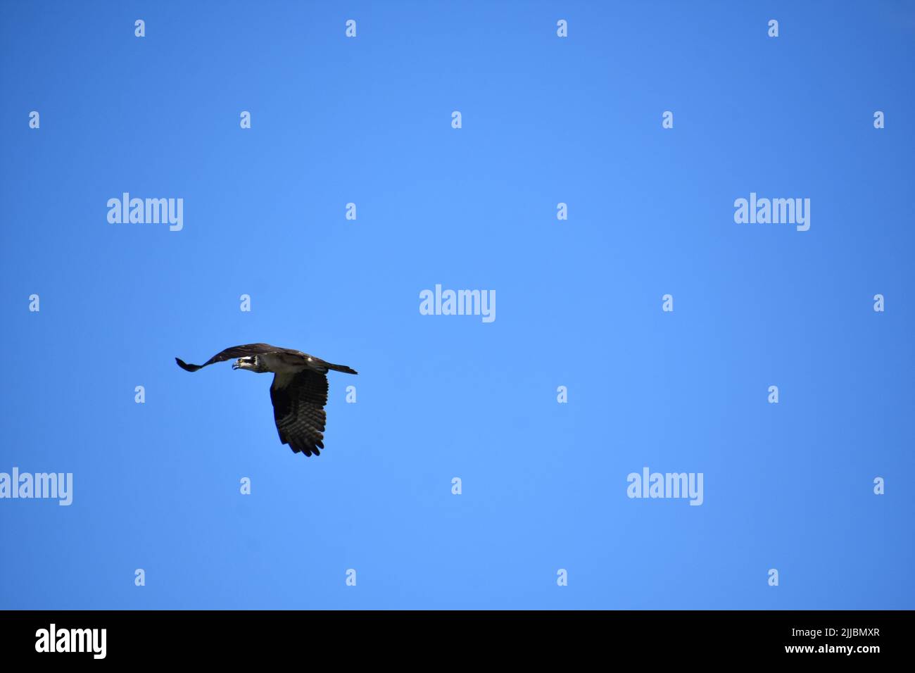 Flapping wings on a flying osprey bird in a blue sky Stock Photo - Alamy