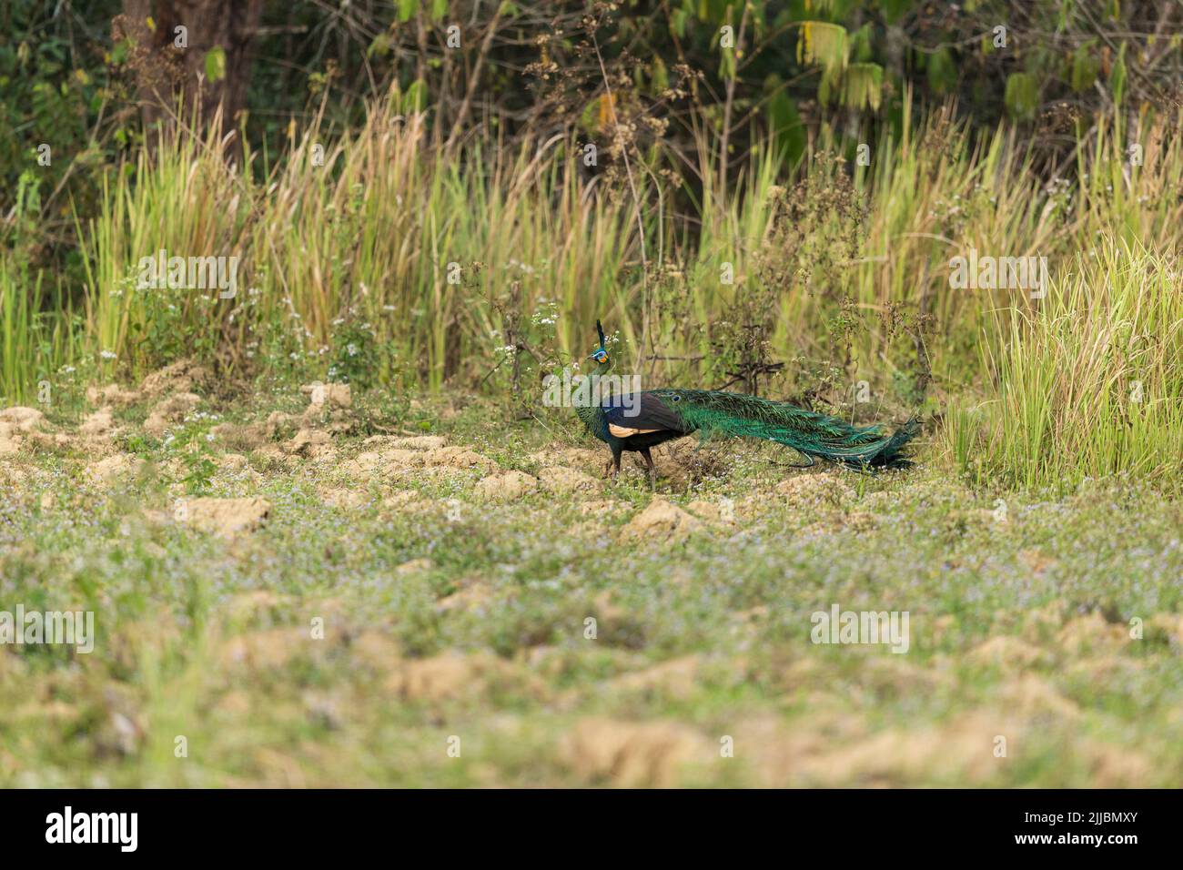Green peafowl Pavo muticus, adult male, walking through grassland, Cát ...