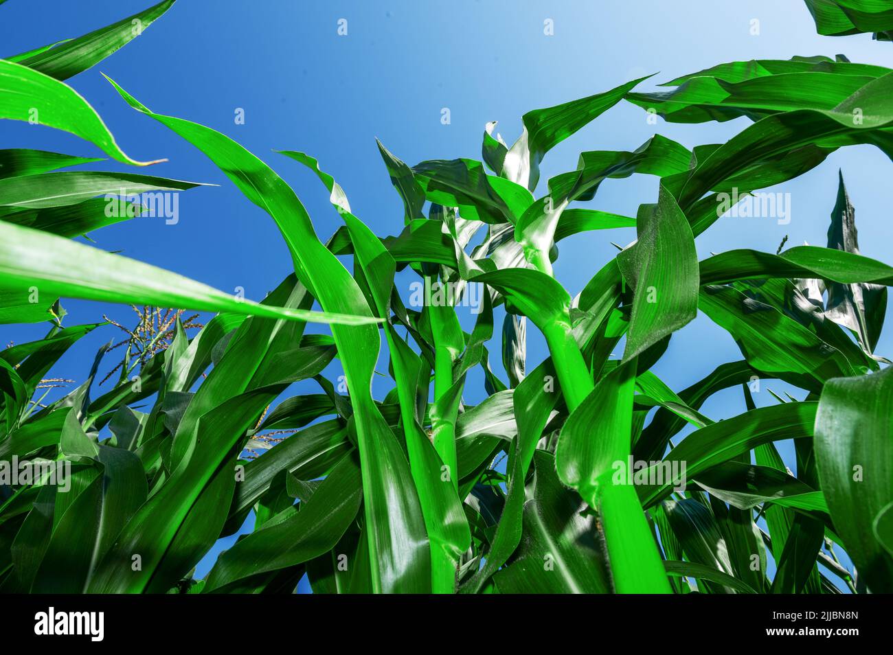 Low angle vew of corn field against clear sky. Background of green corn ...