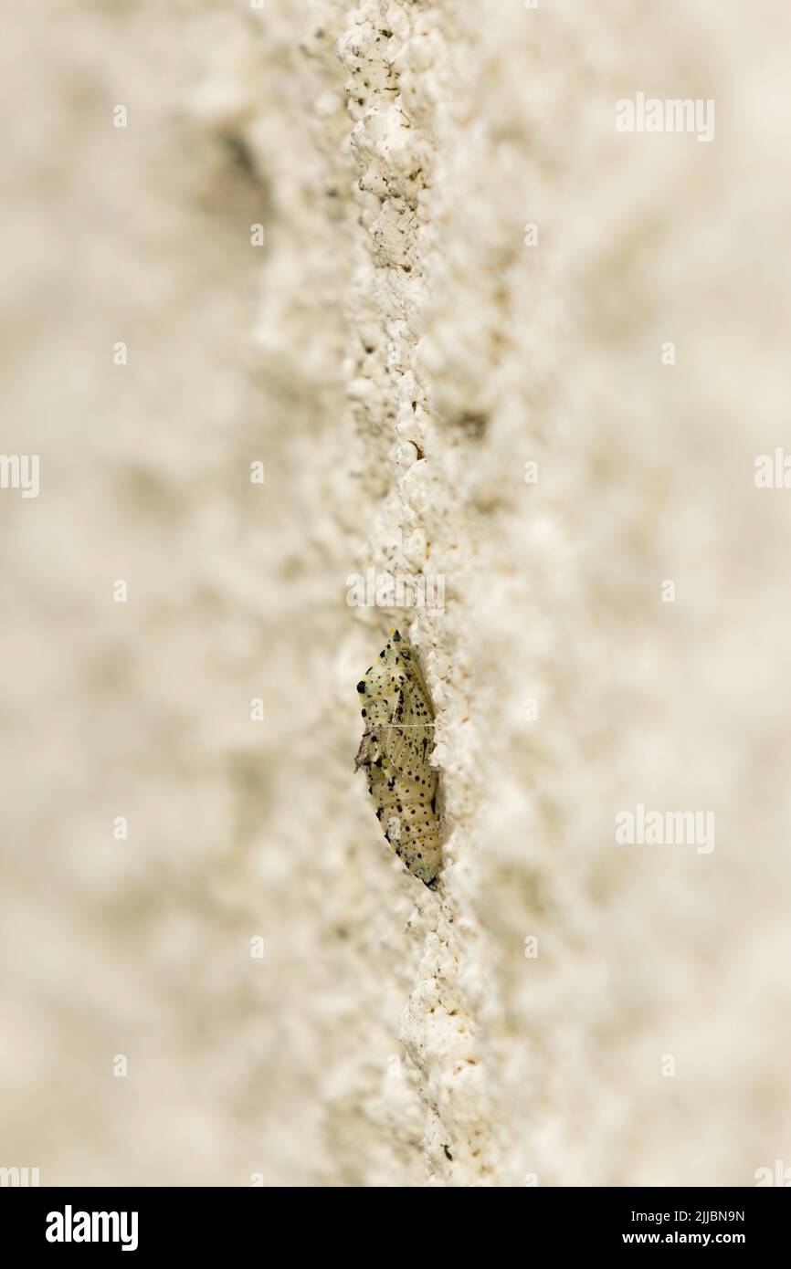 Large white Pieris brassicae, chrysalis, attached to property wall ...