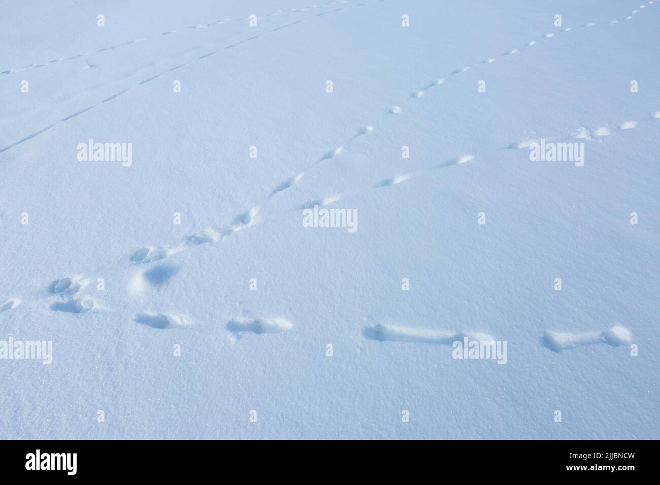 Weasel tracks hi-res stock photography and images - Alamy