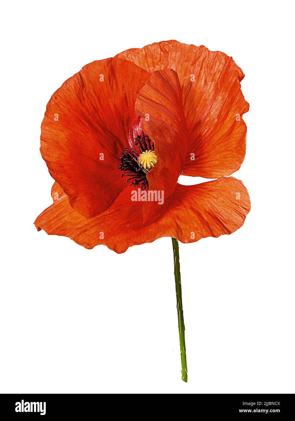 Natural poppy hi-res stock photography and images - Alamy