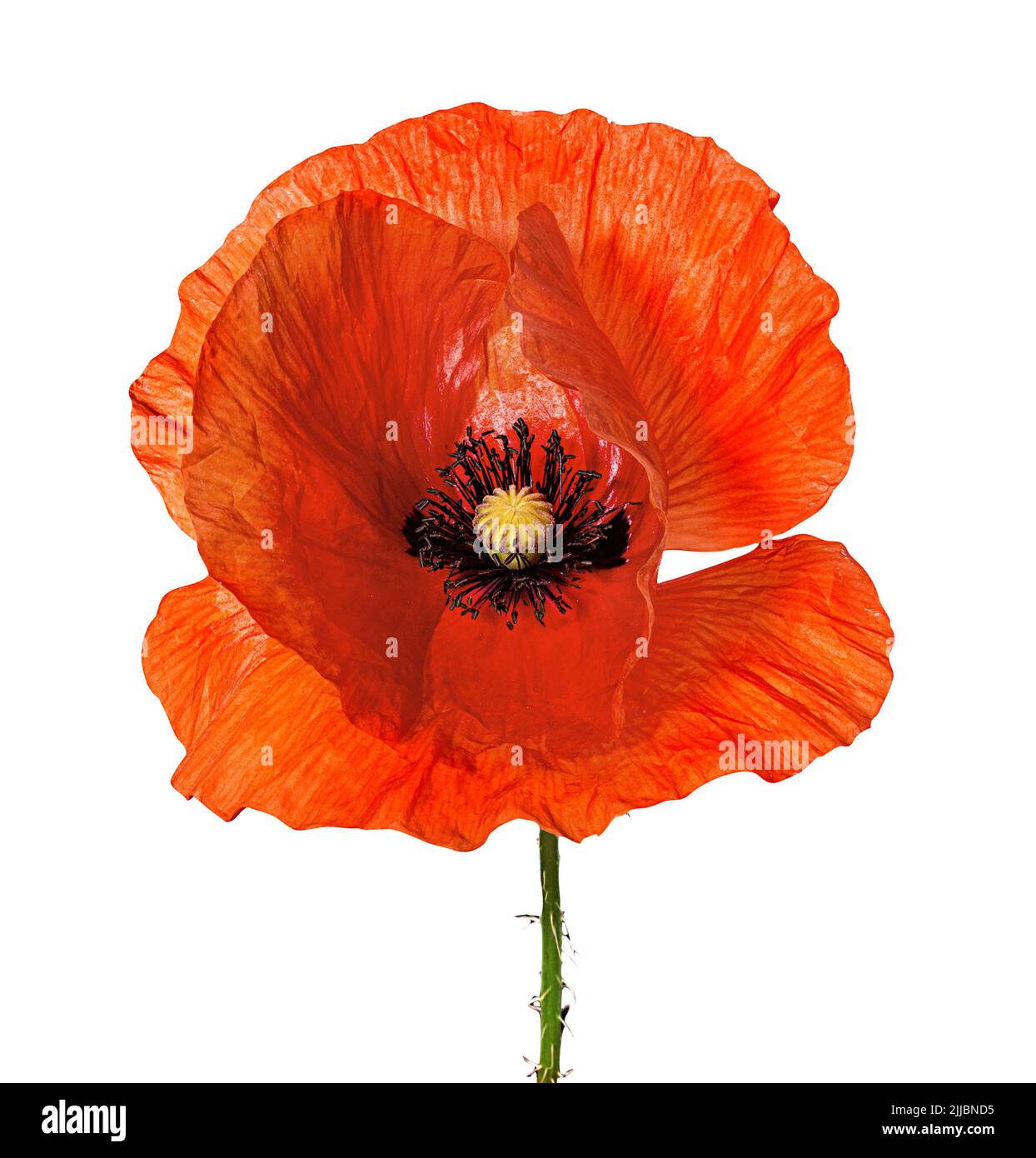 Poppy isolated on white background Stock Photo - Alamy