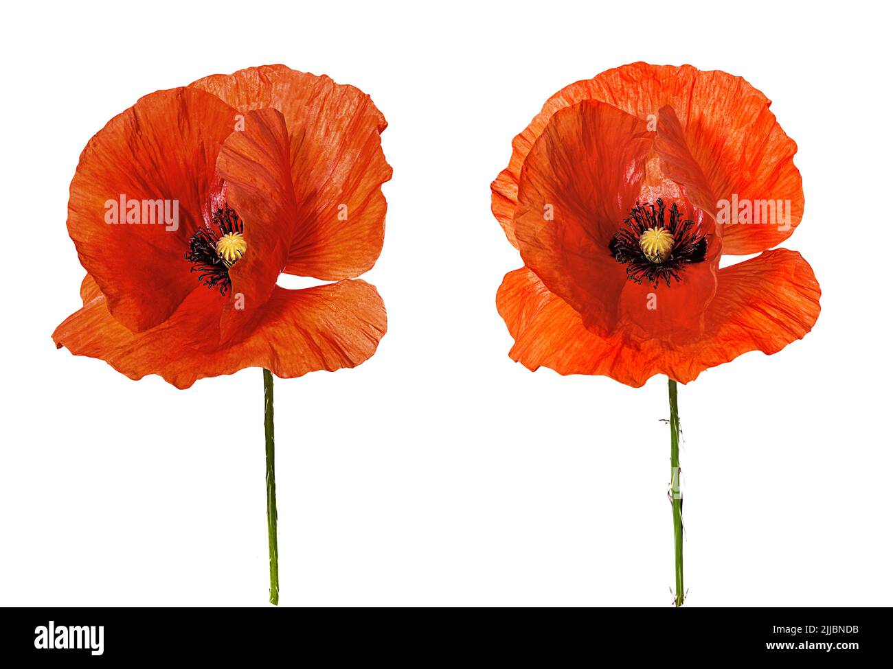 Poppy isolated on white background Stock Photo - Alamy