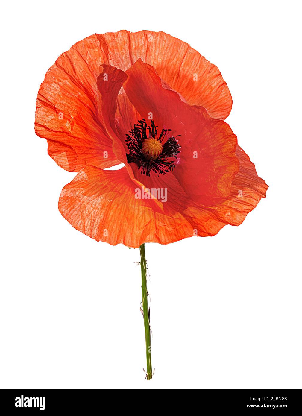 Poppy isolated on white background Stock Photo - Alamy