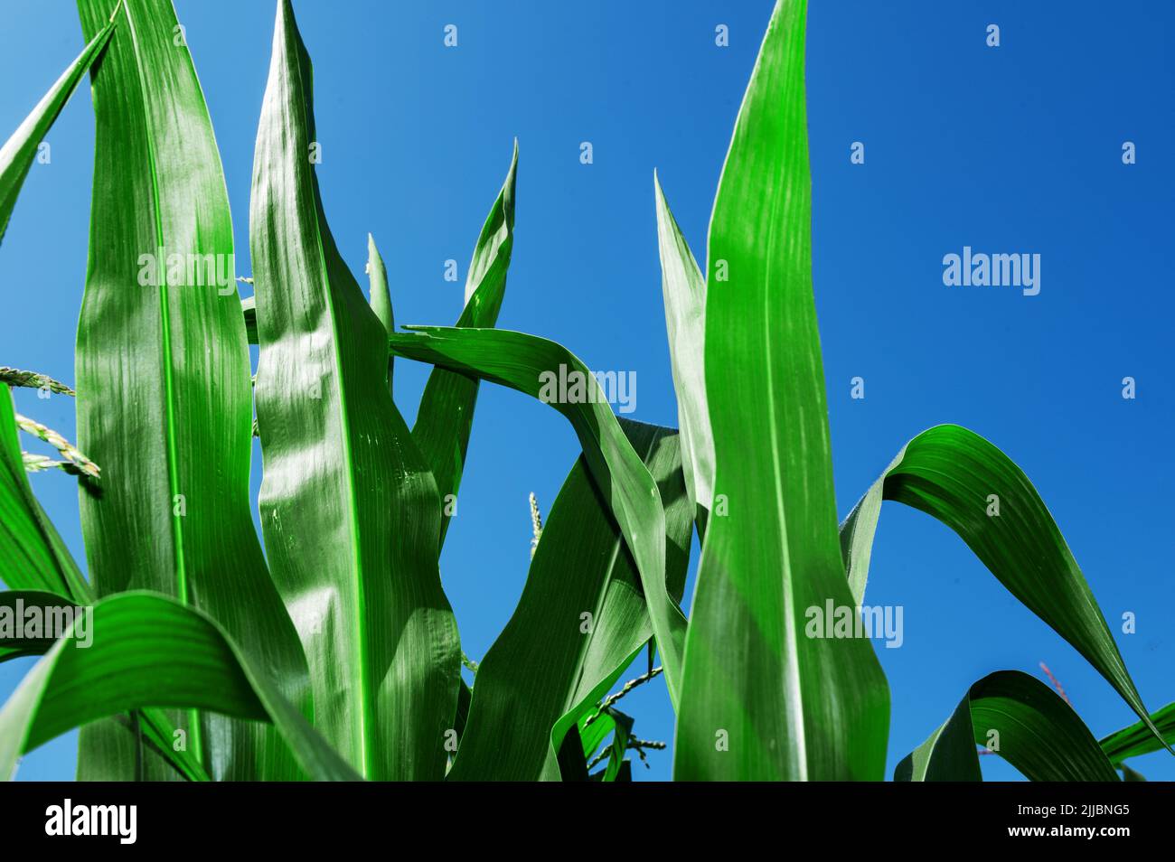 Low angle vew of corn field against clear sky. Background of green corn ...