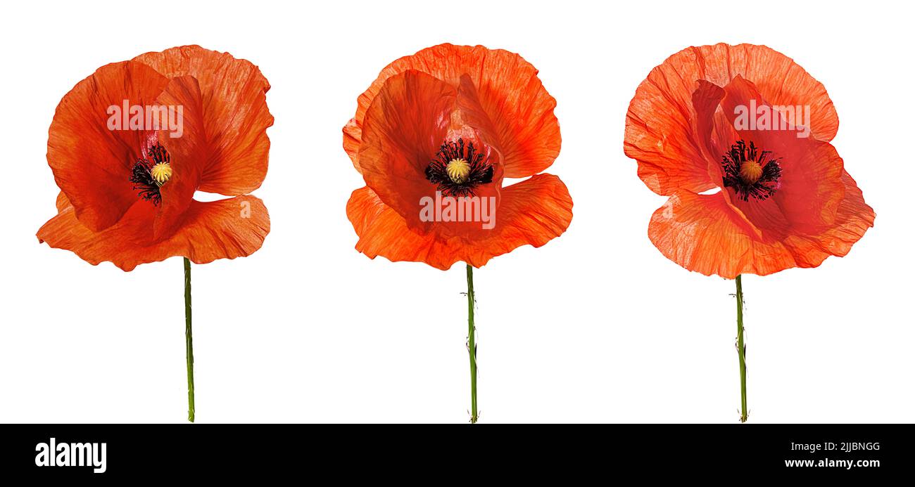Blooming poppy flower natural background Cut Out Stock Images ...