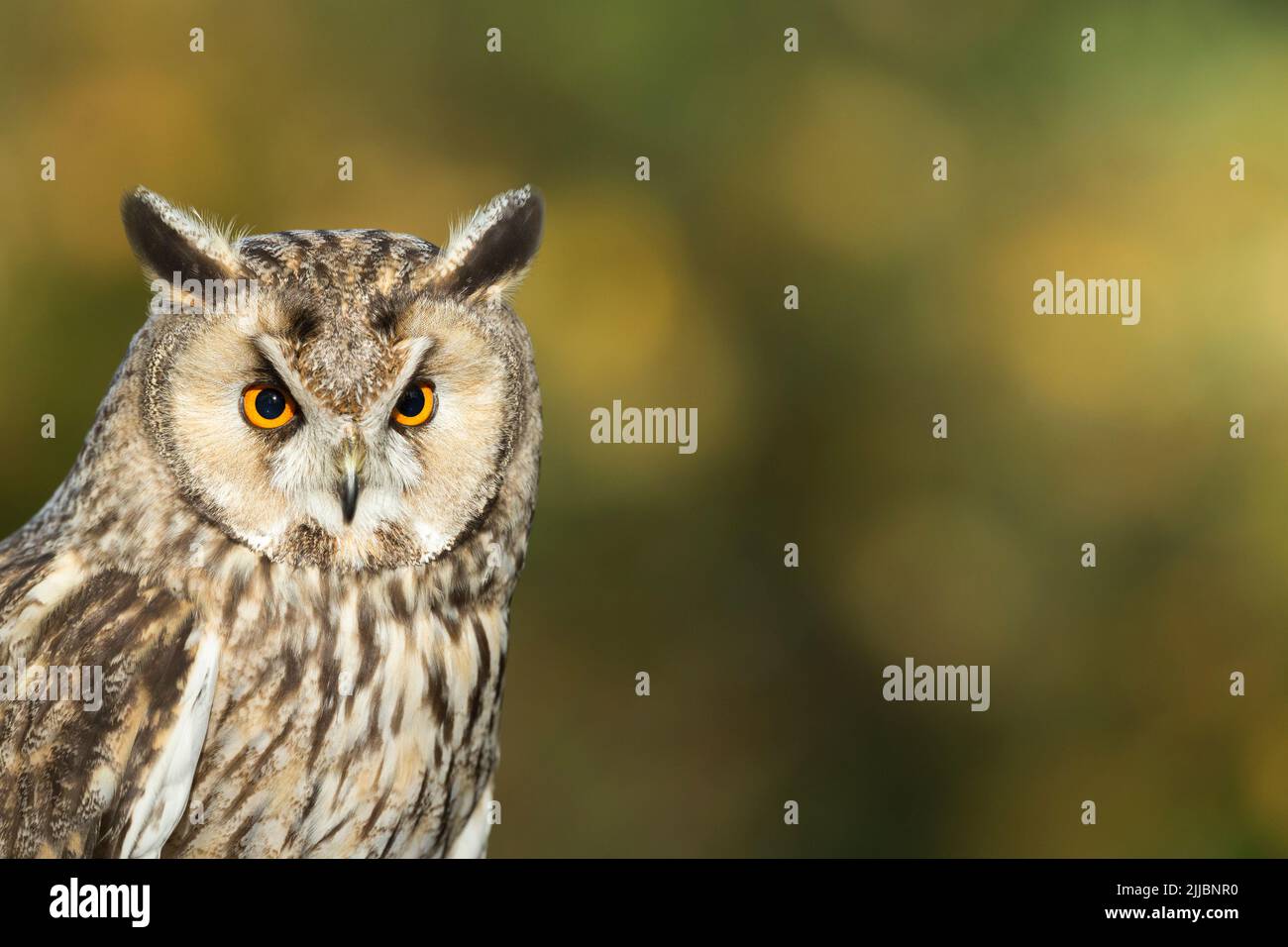Long-eared owl Asio otus (captive), head profile with ear tufts, Hawk ...