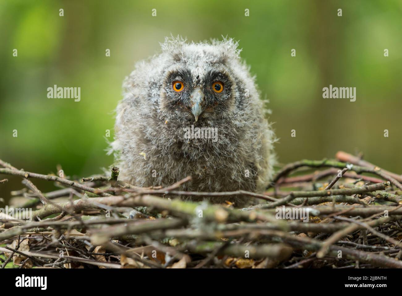Long eared owl uk nest hi-res stock photography and images - Alamy