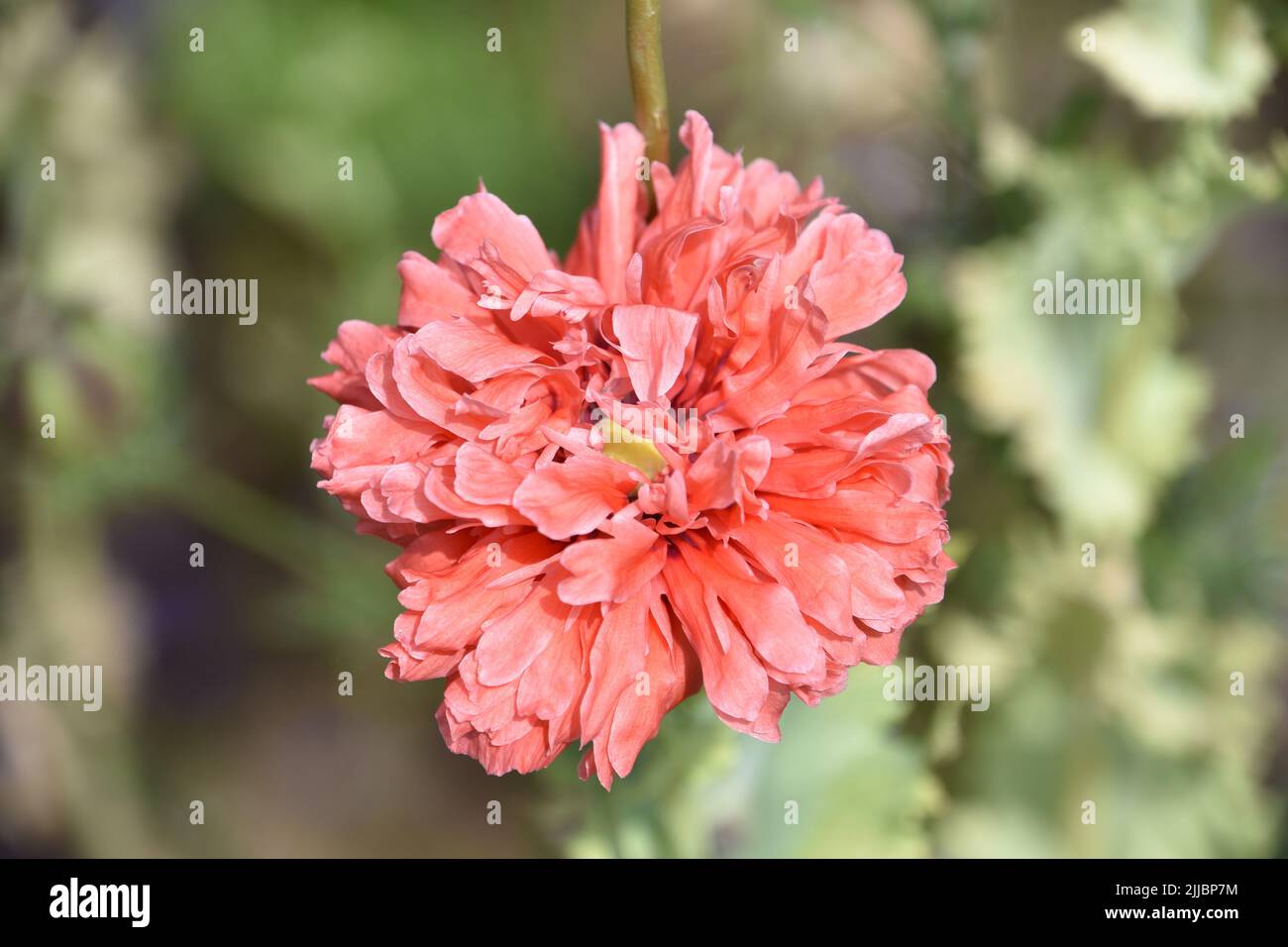 Ruffled pink poppy hi-res stock photography and images - Alamy