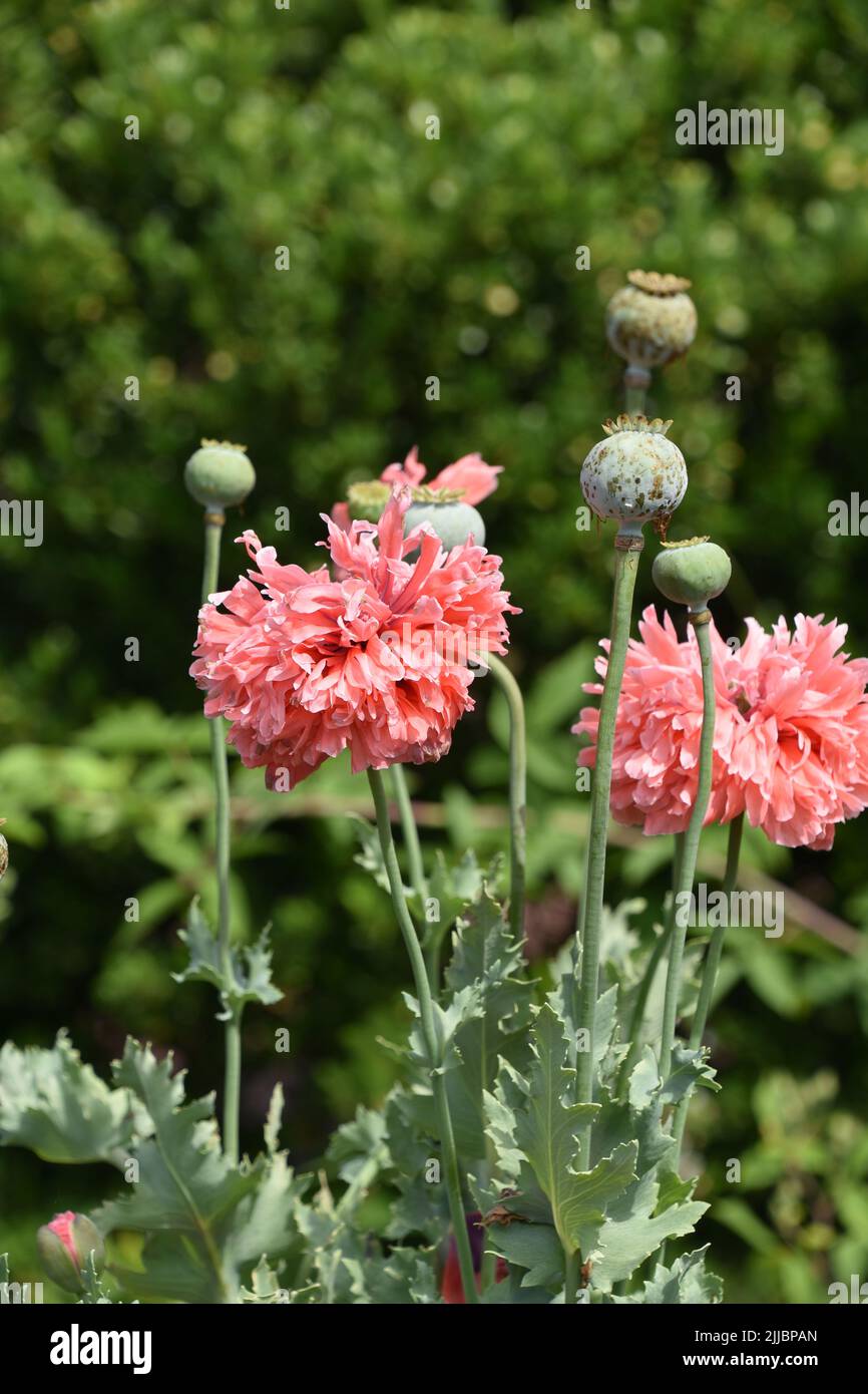 Beautiful poppy garden with blooming pink poppies and seed pod remains ...
