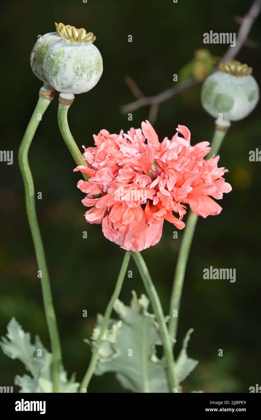 Pretty pink ruffled poppy and seed pods in a garden Stock Photo - Alamy