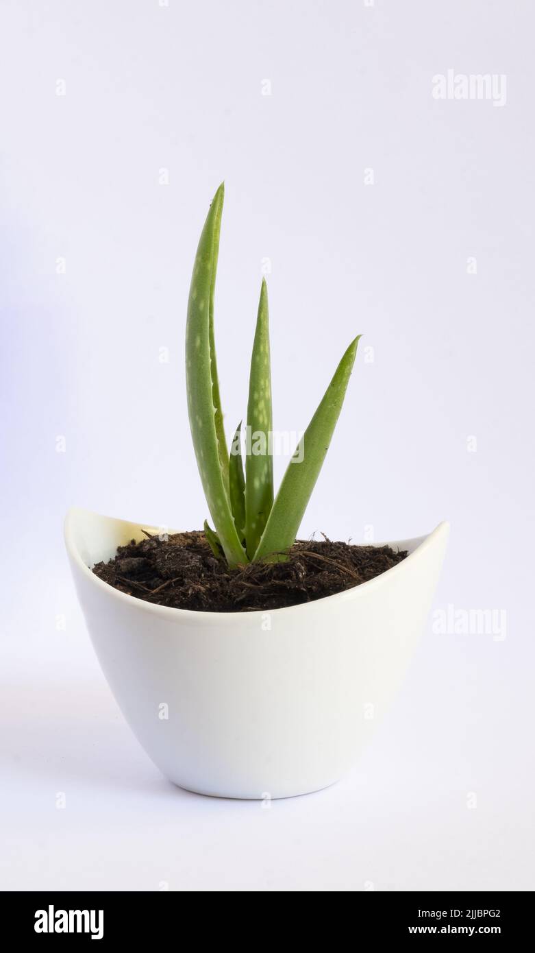 Barbados aloe hi-res stock photography and images - Alamy