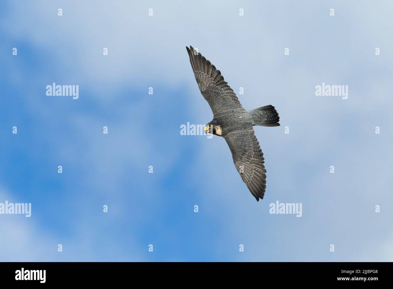 Peregrine falcon flight britain hi-res stock photography and images - Alamy