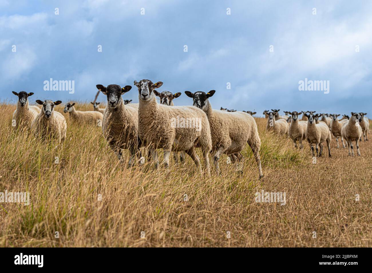 A flock of Suffolk sheep, Susex UK Stock Photo - Alamy
