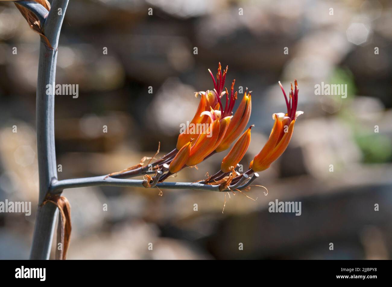 New Zealand Flax, Phormium Tenax Stock Photo - Alamy