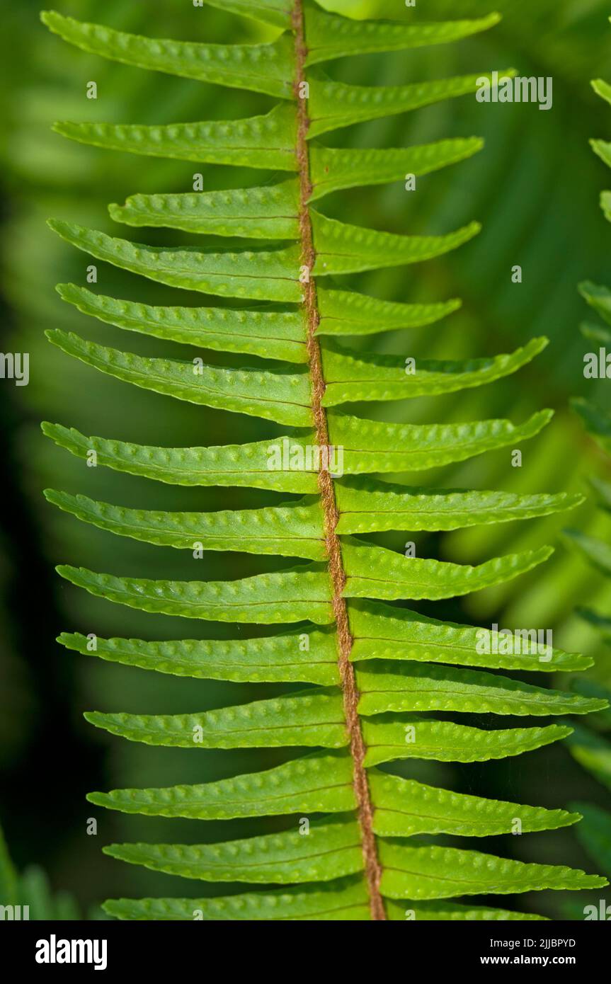 Green Fern Leaves, Nephrolepis Cordifolia Stock Photo - Alamy