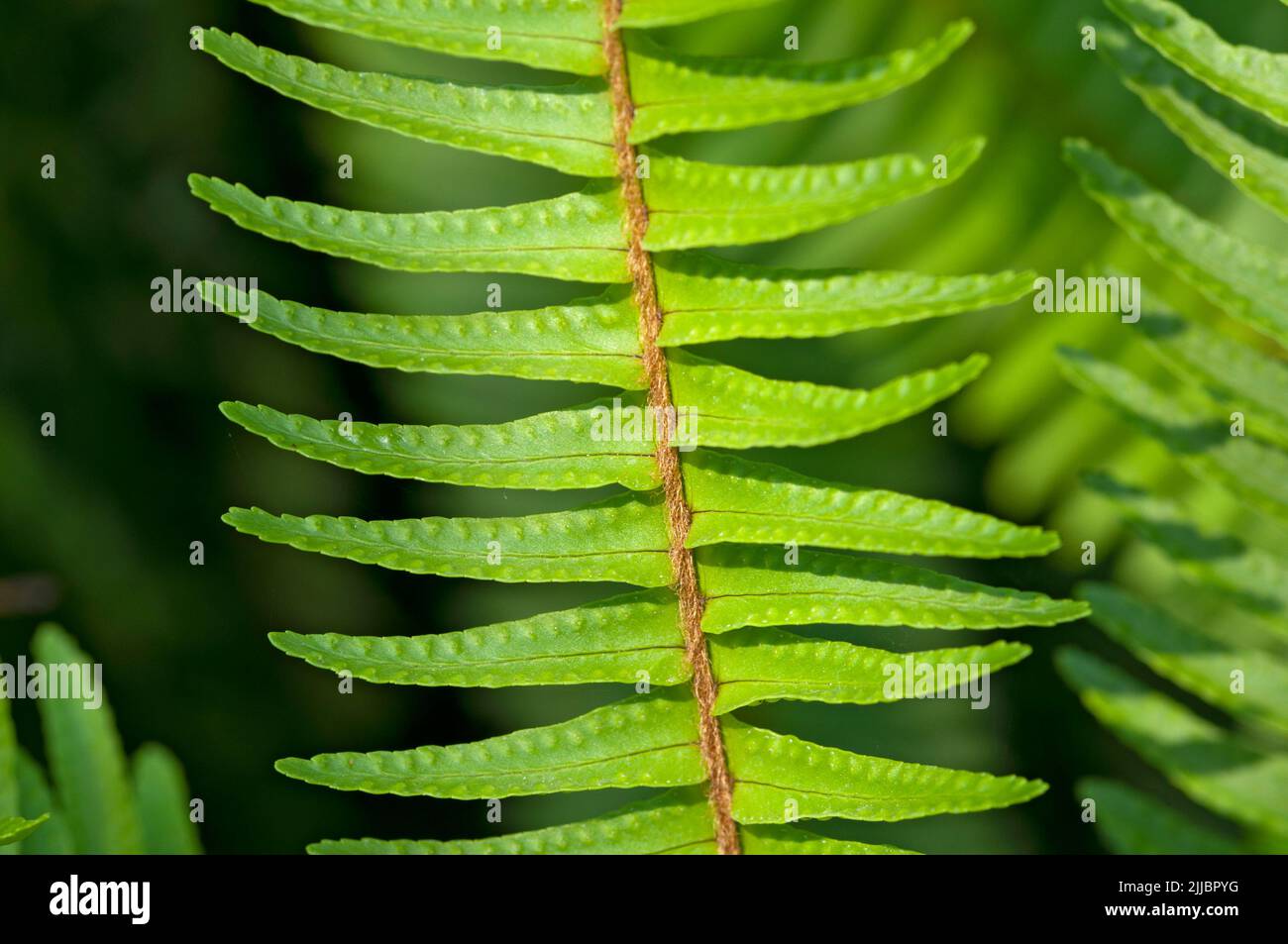 Green Fern Leaves, Nephrolepis Cordifolia Stock Photo - Alamy