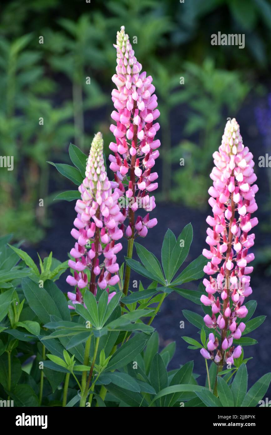 Garden with pretty flowering pink lupine blossoms in the spring Stock ...