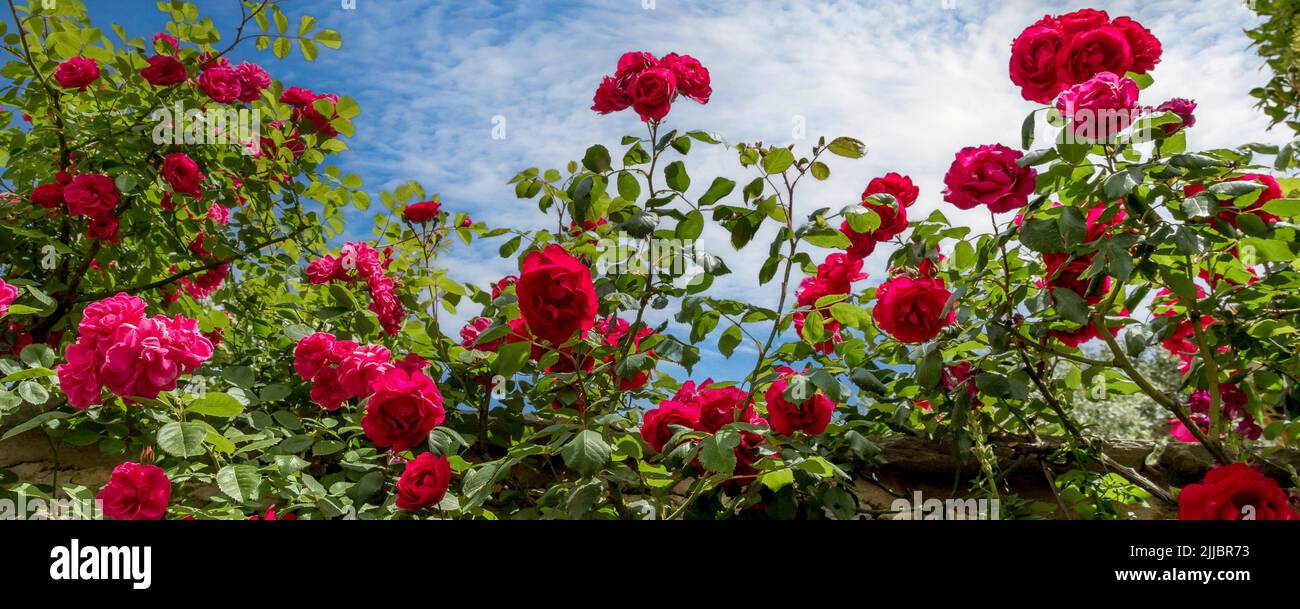 Beautiful rose bush against blue sky with clouds banner background with ...